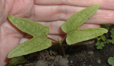 Toronto gardening all year round: Ipomoea tricolor 'Heavenly Blue ...