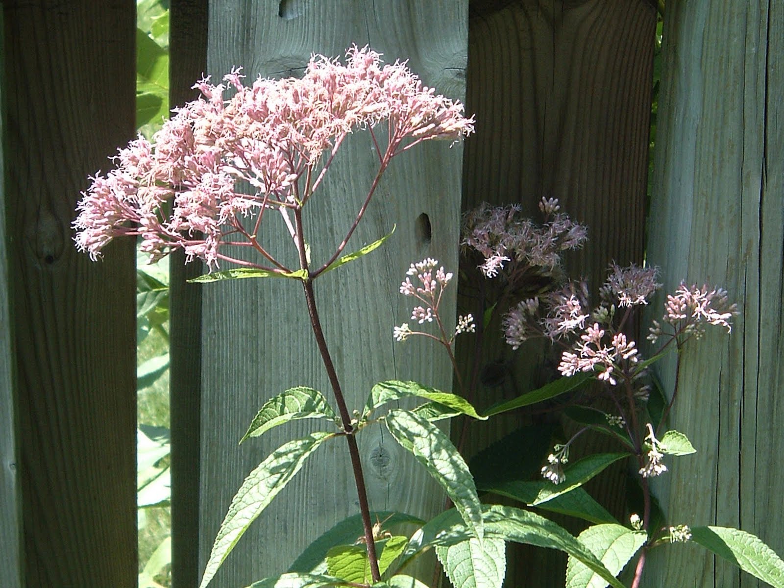 Toronto gardening all year round: What pollinators like