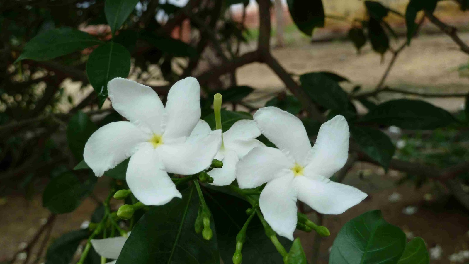 பயணம்: ஸ்கூலுக்குப் போயிருந்தேன்