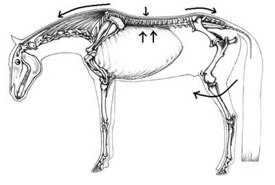Centro de Actividades Hípicas Tortuguitas-Equinoterapia-Equitación: El ...