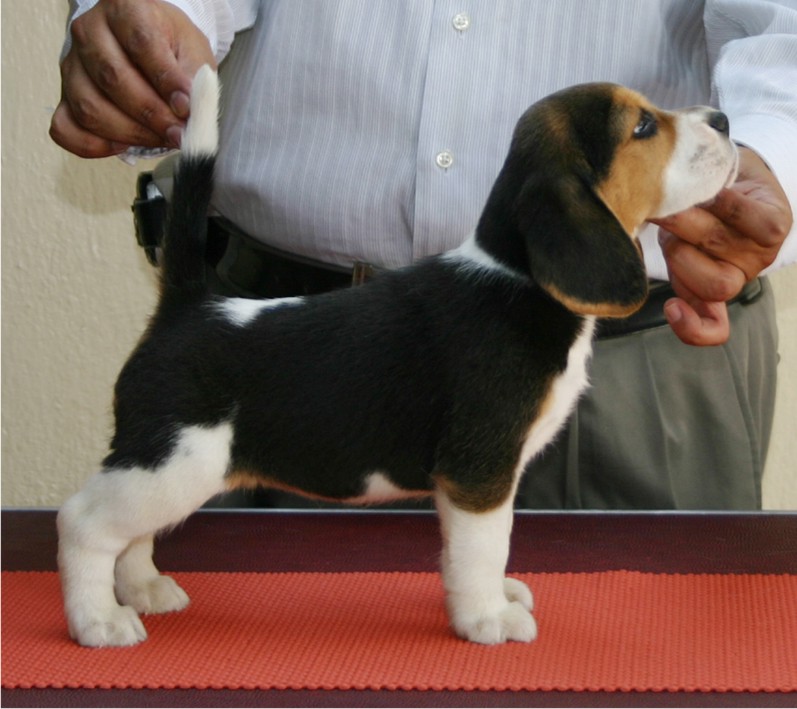 MG BEAGLES