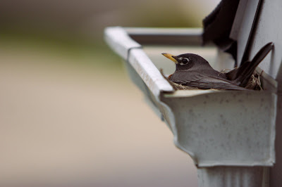 Jeff Myers: April 2009