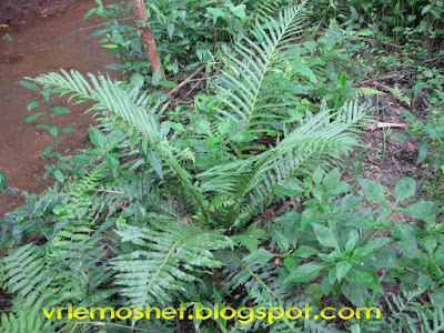 Mundo Exuberante: Blechnum brasiliensis (samambaia – do - brejo)