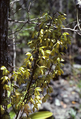 Cattleya Orchid Source: Encyclia rufa - Bahama Encyclia