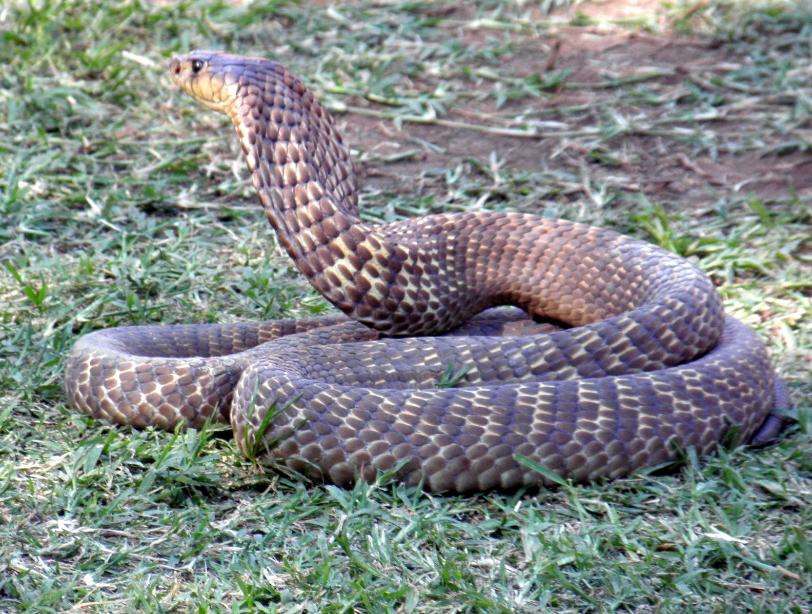 Angazi: snakes - slange