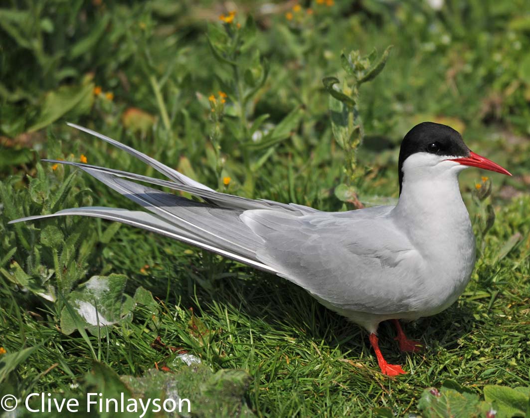 Natur-al-Andalus: In the heart of a ternery