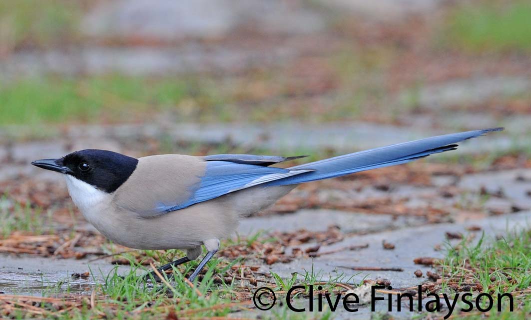 Natur-al-Andalus: The magpie's tale