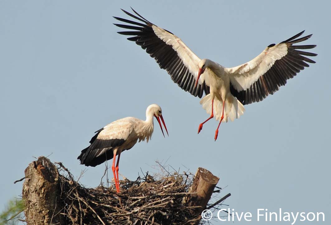 Natur-al-Andalus: Changing behaviour of the White Stork