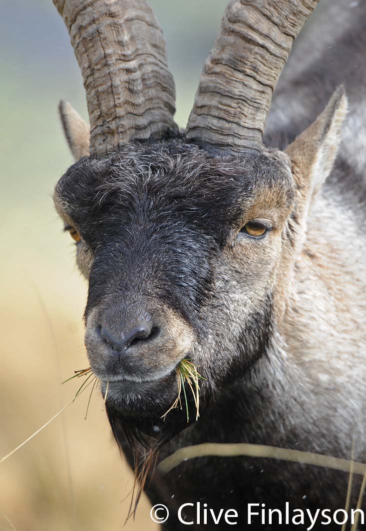 Natur-al-Andalus: In Search of the Ibex