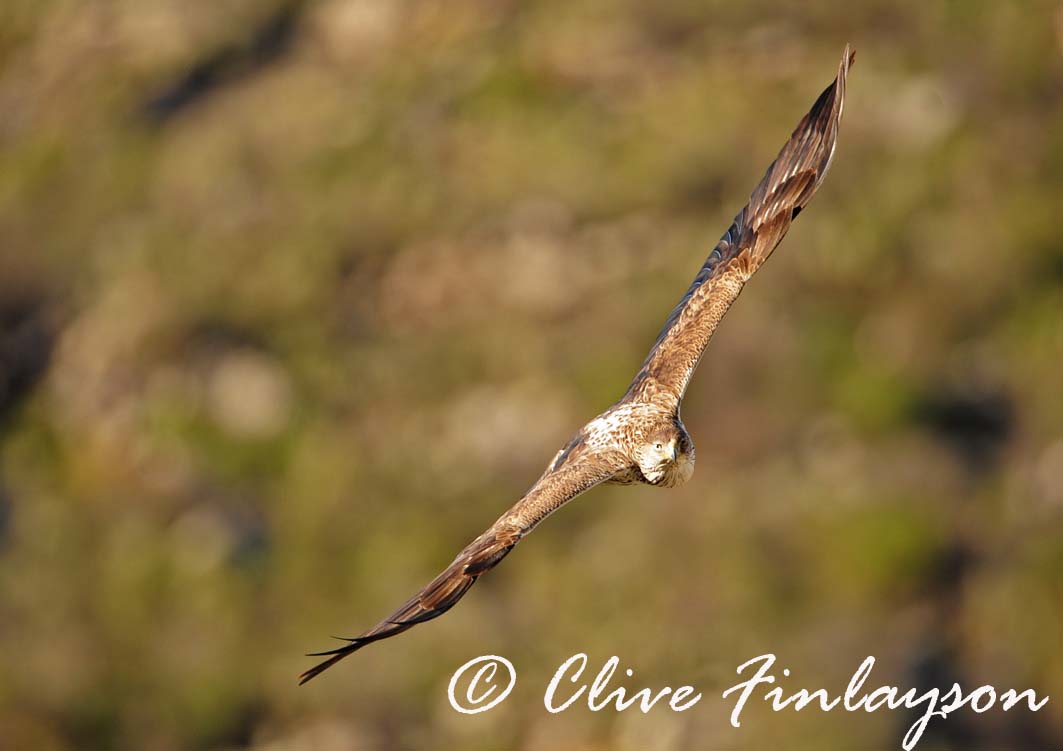 Natur-al-Andalus: Diary: The Bonelli's Eagle