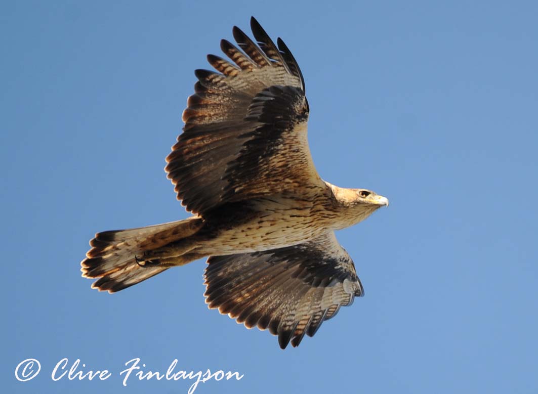 Natur-al-Andalus: Diary: The Bonelli's Eagle