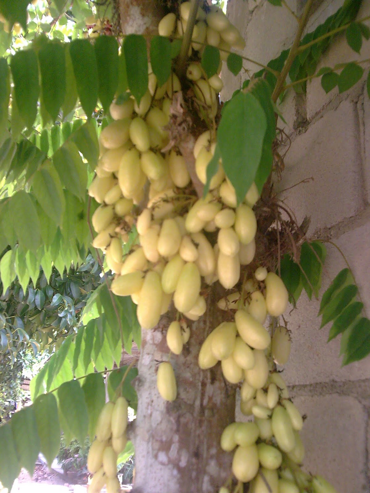 Damya Kau Dihatiku: Khasiat Belimbing Buluh