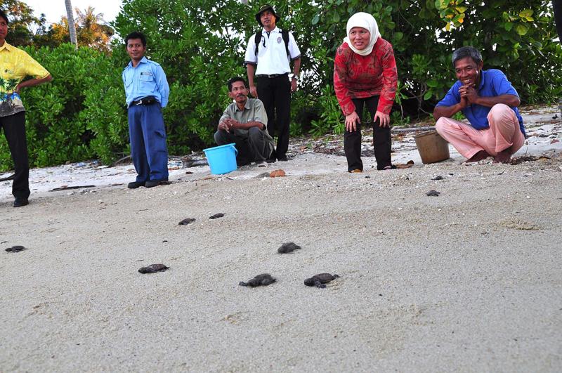 Bintan Turtle Conservation