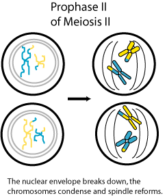Biology: Chapter 5 Summary - Meiosis