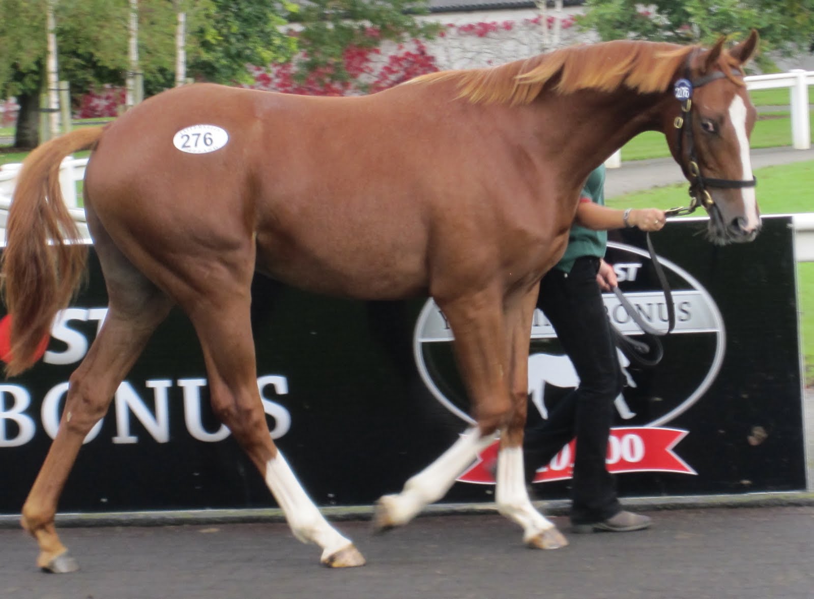 Martul C.B.: La MARTUL se trae 3 potros a España,os cuelgo Fotos y ...