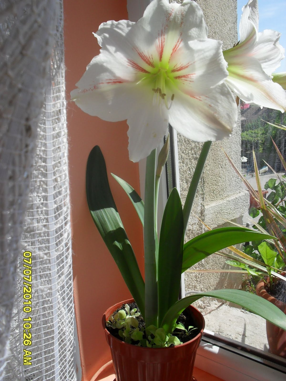 DESPRE ORICE....sau din toate cate putin: Crin ....Hippeastrum spp.