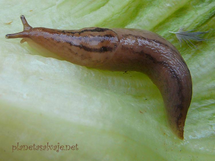 Babosa (animal) | WordReference Forums