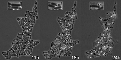 To sporulate or not to sporulate