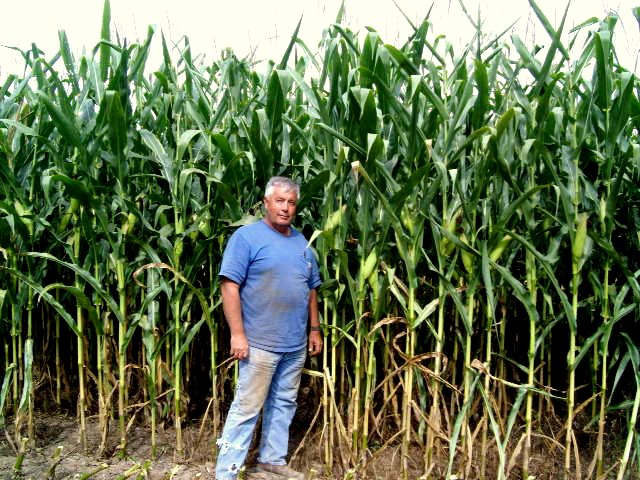 Cow Patty Surprise: JIMMY CRACK CORN