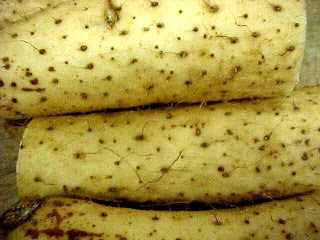 Asian Food News: Nagaimo - Sticky Yam