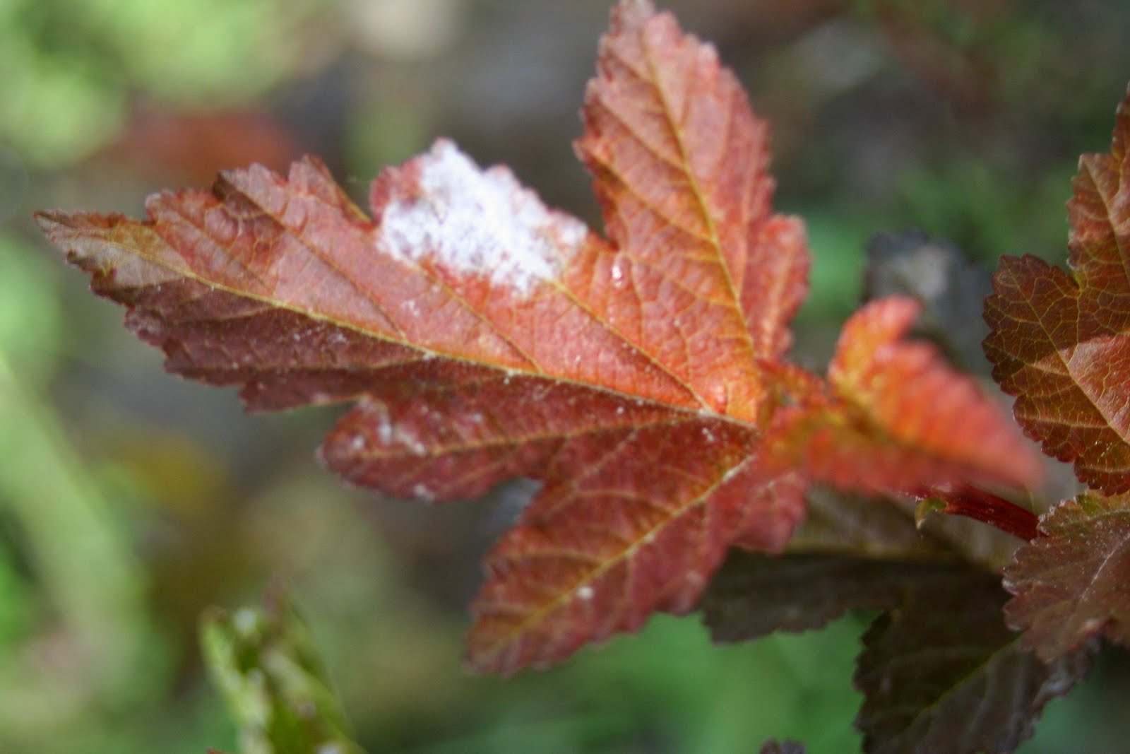 - The Bunnies' Buffet: It's ALIVE