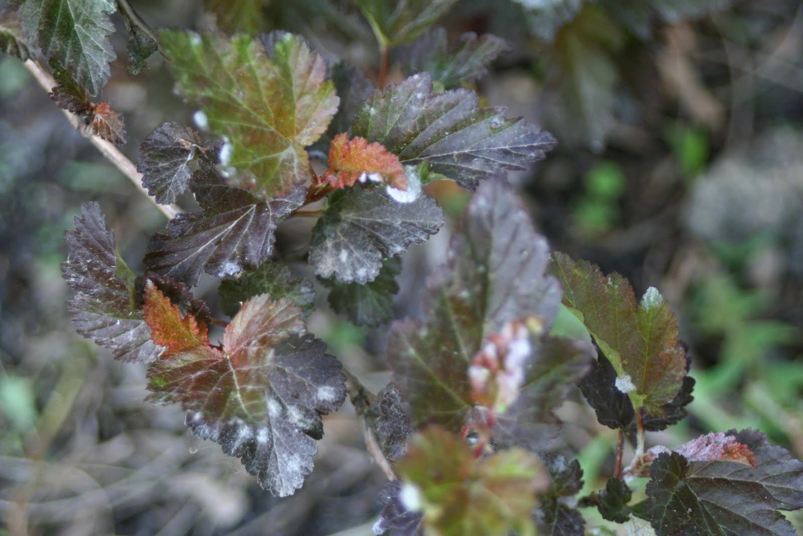 - The Bunnies' Buffet: It's ALIVE