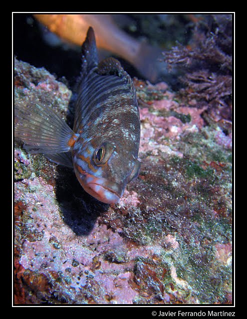 Xavier Ferrando: Archivo de fotos