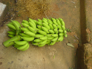 Coorg Real Estate