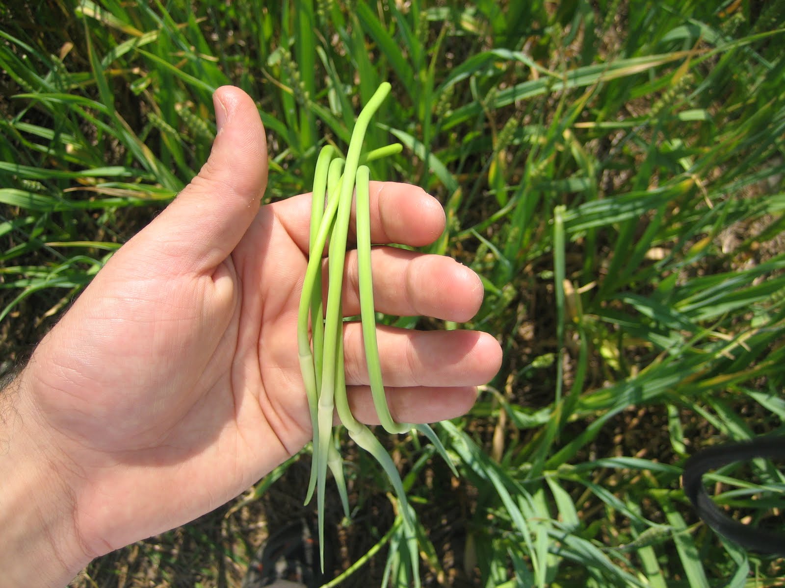 Have You Ever Picked A Carrot?: The Great Uhh...Scape??