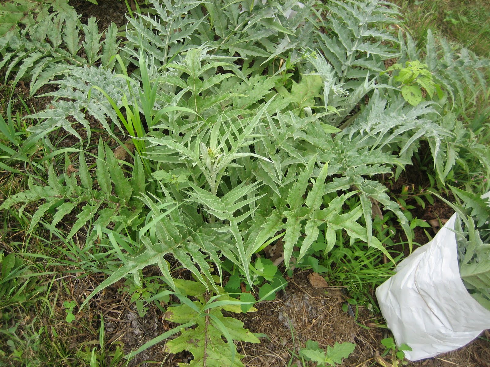 Have You Ever Picked A Carrot?: Keeping Up With The Cardoons