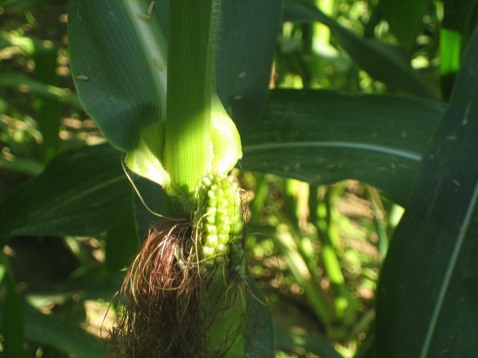 Have You Ever Picked A Carrot?: Cornography