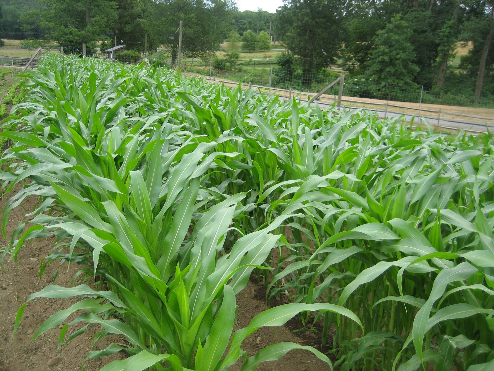 Have You Ever Picked A Carrot?: Cornography
