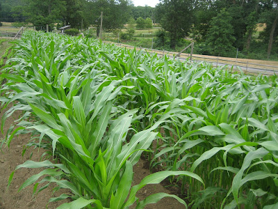 Have You Ever Picked A Carrot?: Cornography