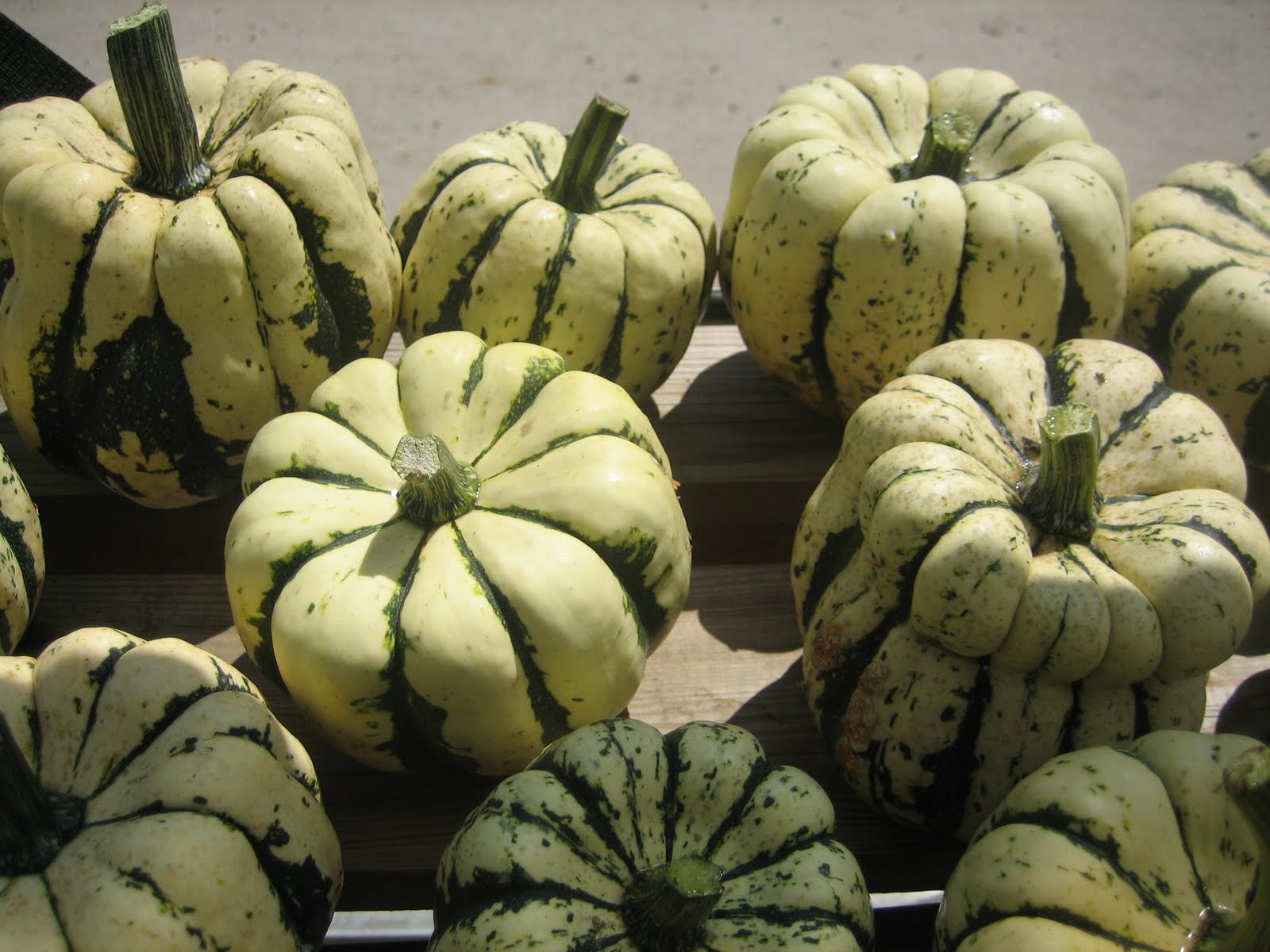 Have You Ever Picked A Carrot?: Winter Squash Grows in the Summer Part II