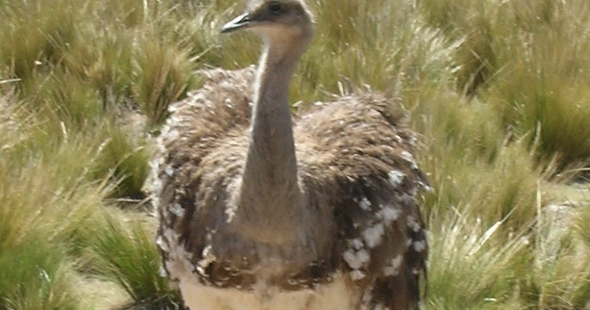 Suri (Rhea pennata) - Perú: MARCO INSTITUCIONAL PARA LA PROTECCION DEL ...