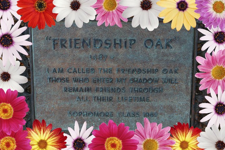 Welcome to Simply Jean's: Friendship Oak Tree