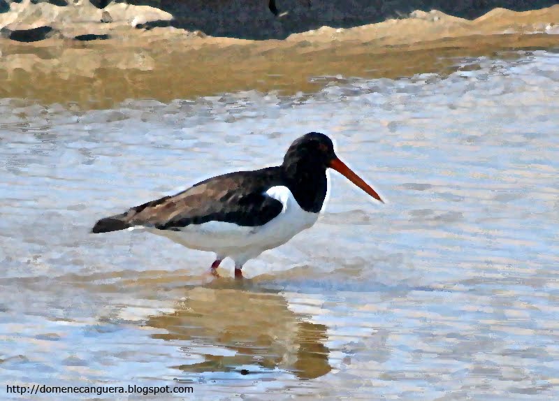 QUADERN DE CAMP: GARSA DE MAR (Haematopus ostralegus)