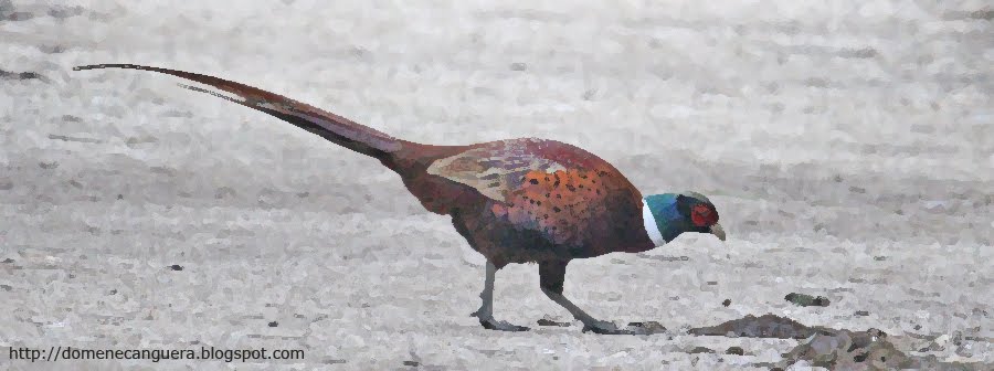 QUADERN DE CAMP: FAISÀ (Phasianus colchicus)