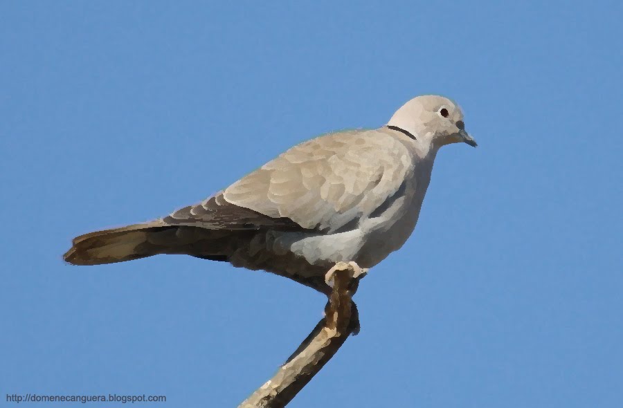 QUADERN DE CAMP: TÓRTORA TURCA ( Streptopelia decaocto)