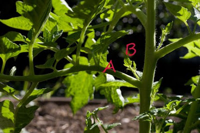 Harvest - A Suburban Auckland Bounty: Tomato laterals