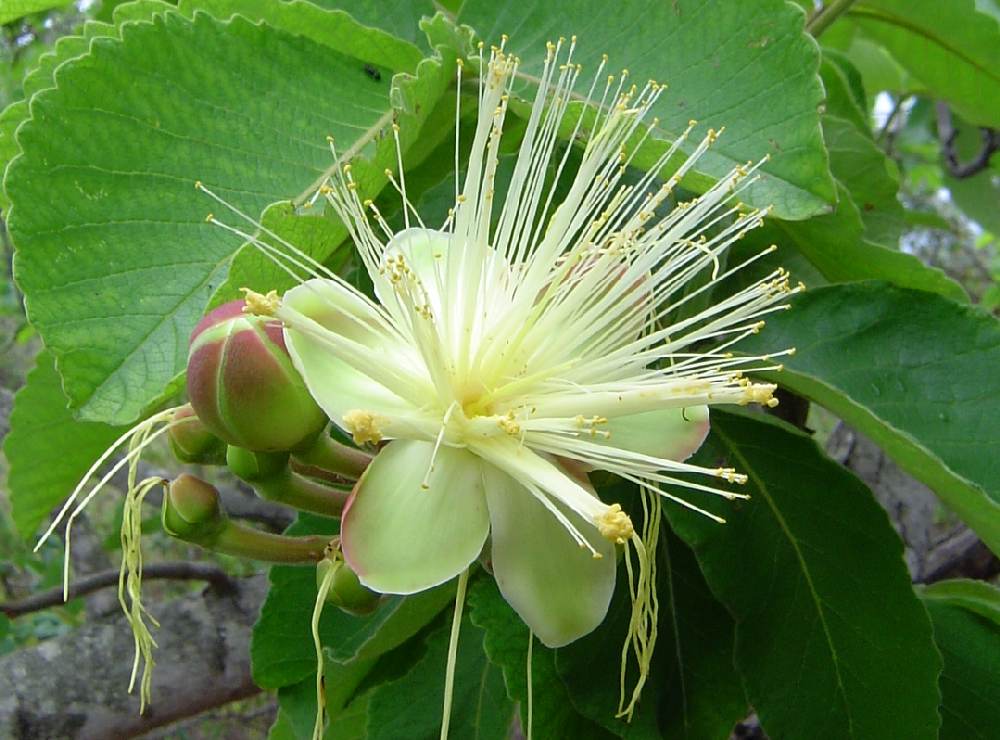 Flor Do Cerrado Mineiro - FDPLEARN