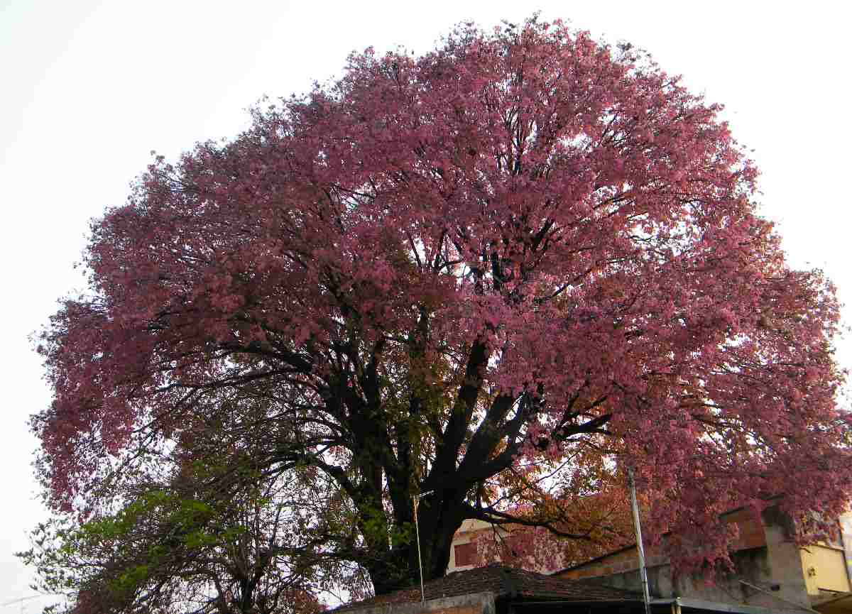 Blog do Ramon Lamar: Sapucaia: Lecythis pisonis (Lecythidaceae)