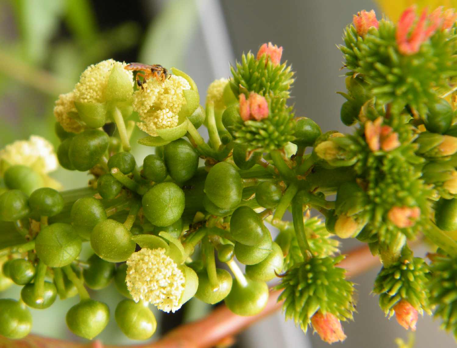 Blog do Ramon Lamar: Inflorescência da Mamona (Ricinus communis ...