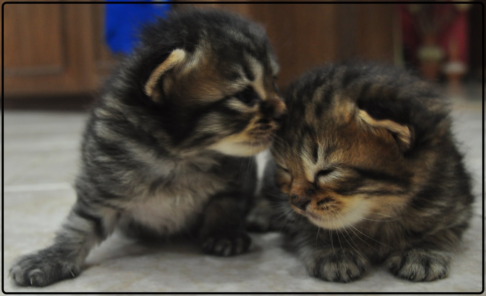 BaMerbiZ: BENGAL & PERSIAN CATS