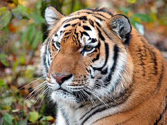 Leonardo DiCaprio pour le WWF Save Tigers Now - MaxiTendance