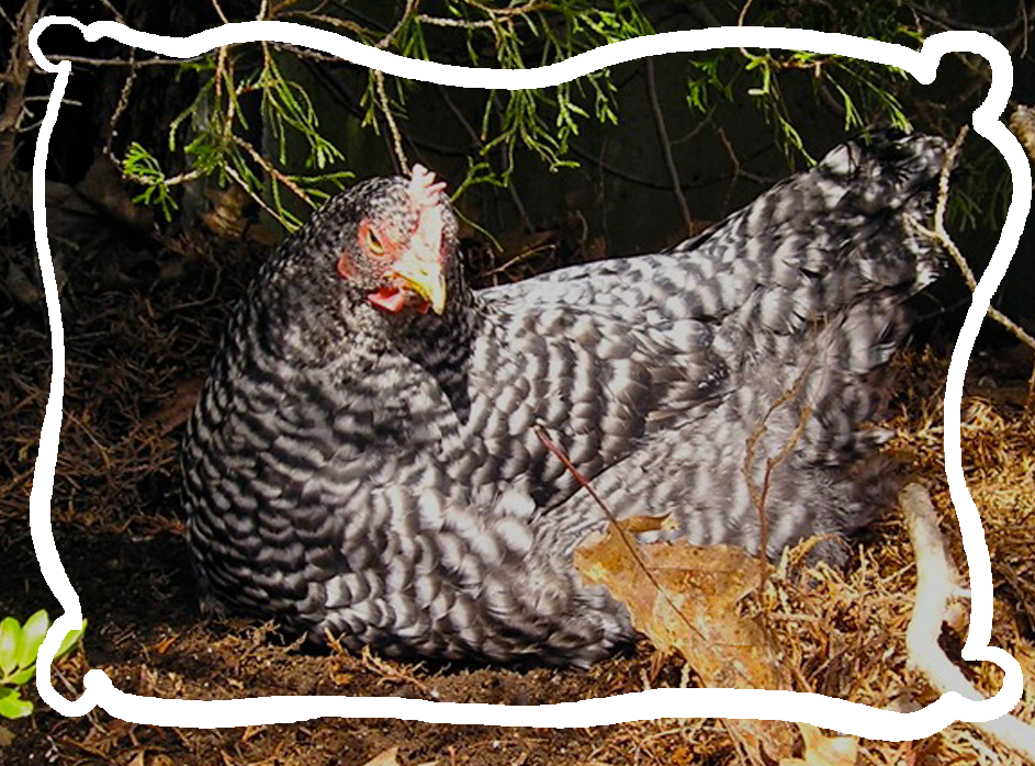 Scratch and Peck: PIGEON THE CHICKEN