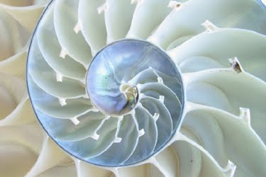 Math-Topia: Patterns in Nature~Fibonacci