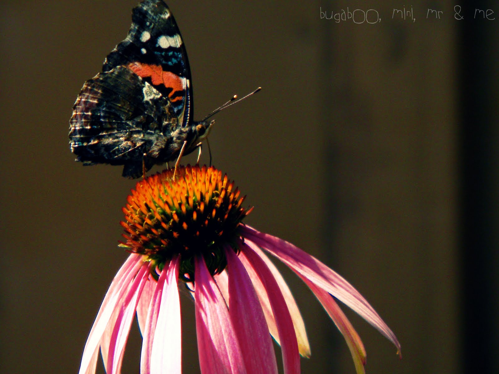 Used this one earlier this week for thepunkrockmom's perspective theme.