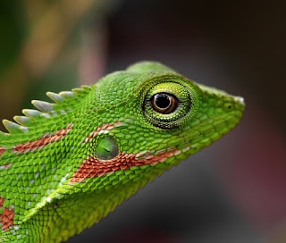 Penyebab Bunglon dapat Berganti Warna ~ Bellero