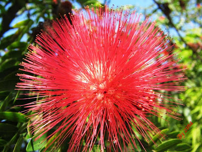 Natureza...lindaaaaaaaa!!: Caliandras... mas pode me chamar de Pompom ...